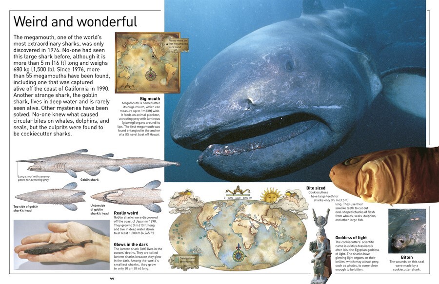 Eyewitness Shark - Dorling Kindersley (9780241013625) Educational ...