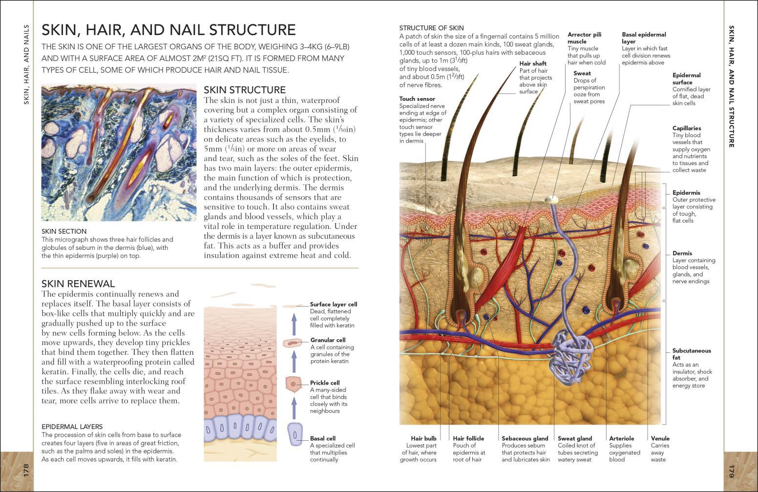 The Concise Human Body Book – Teacher Superstore