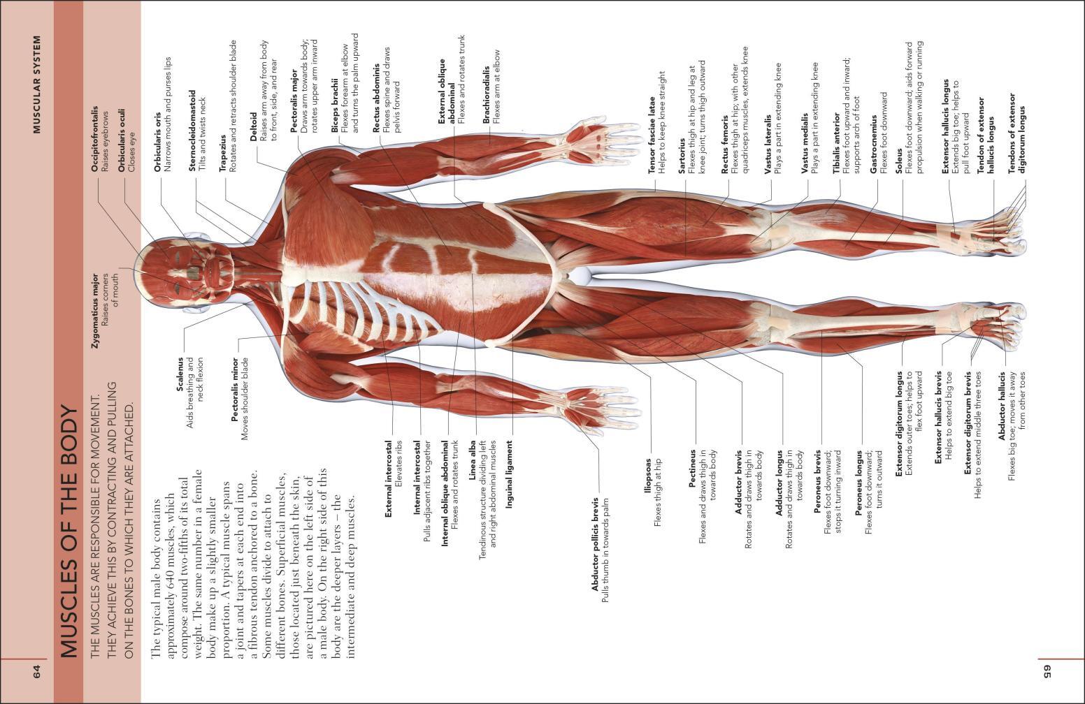 The Concise Human Body Book – Teacher Superstore